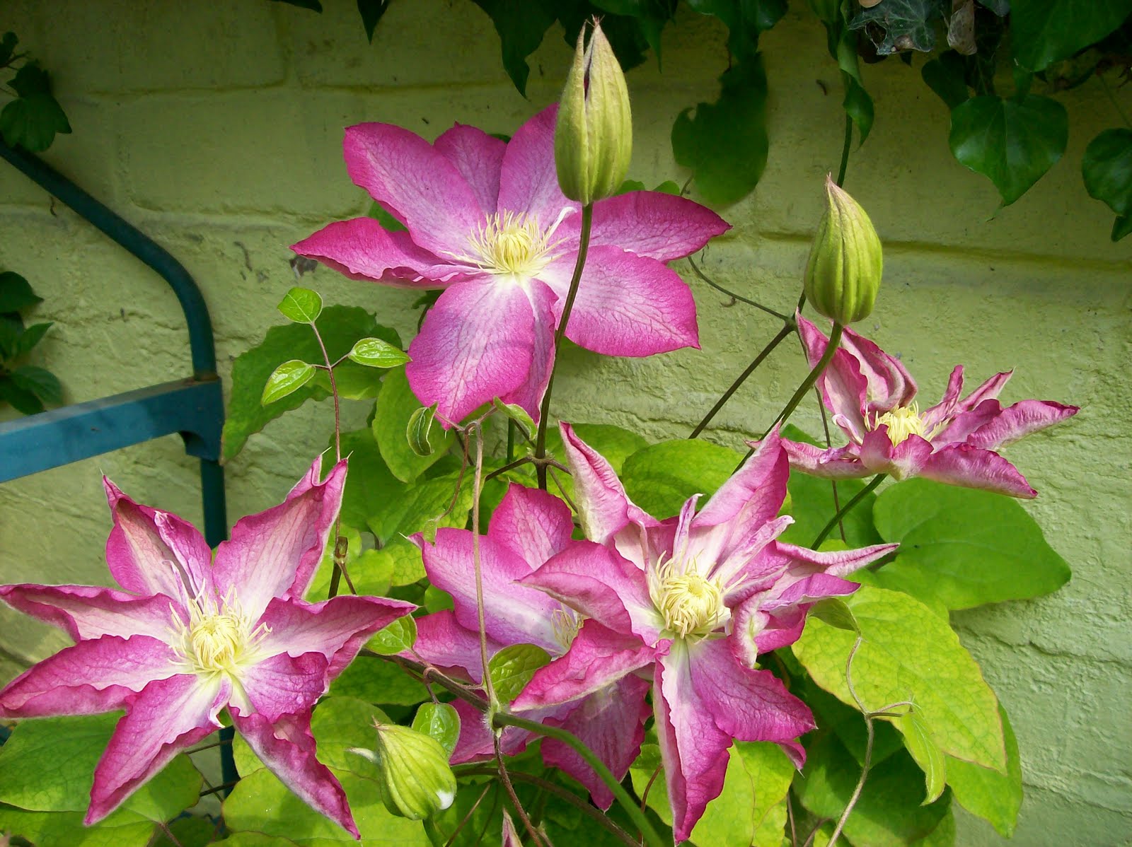 Feltabulous: Clematis flowering for the Royal Wedding?