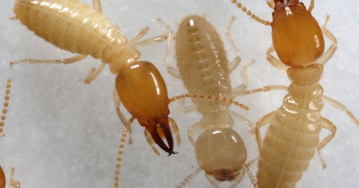 Ciri-ciri dan familia Ordo Isoptera