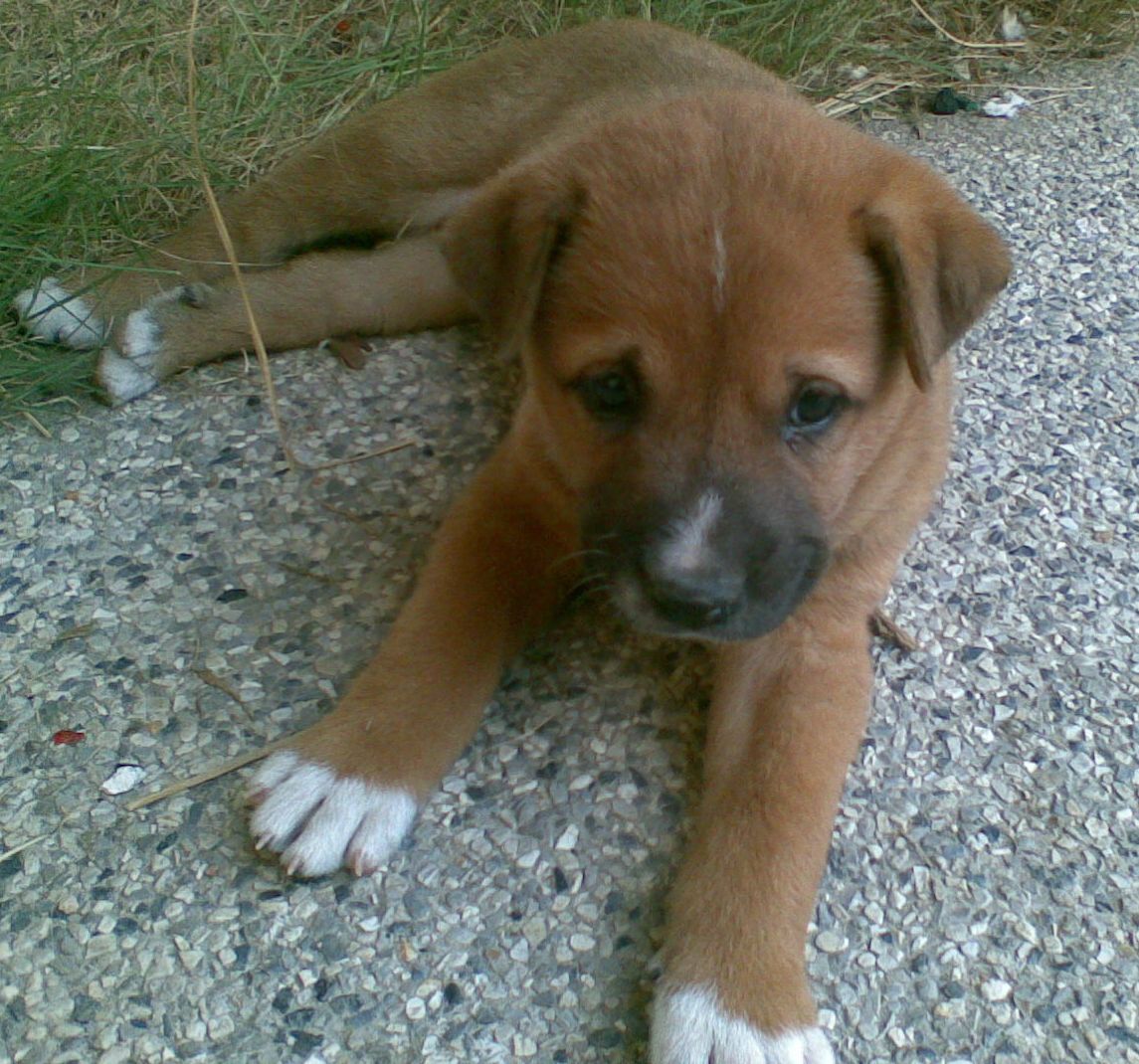 ของโบราณ: Thai Dog : สุนัขไทย