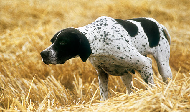 Everything about your Pointer - Luv My Dogs