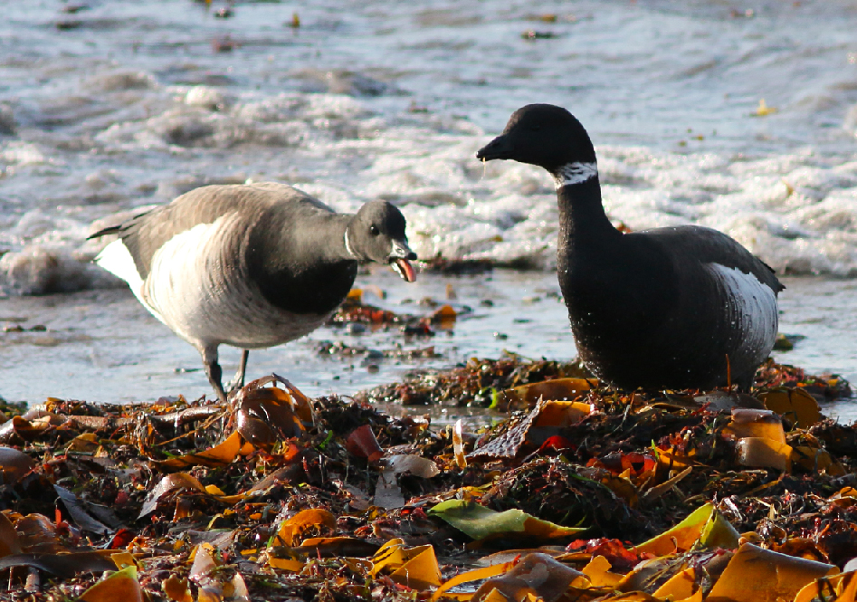 Kerry Birding: Female King Eider (and Black Brant) at Sandy Bay