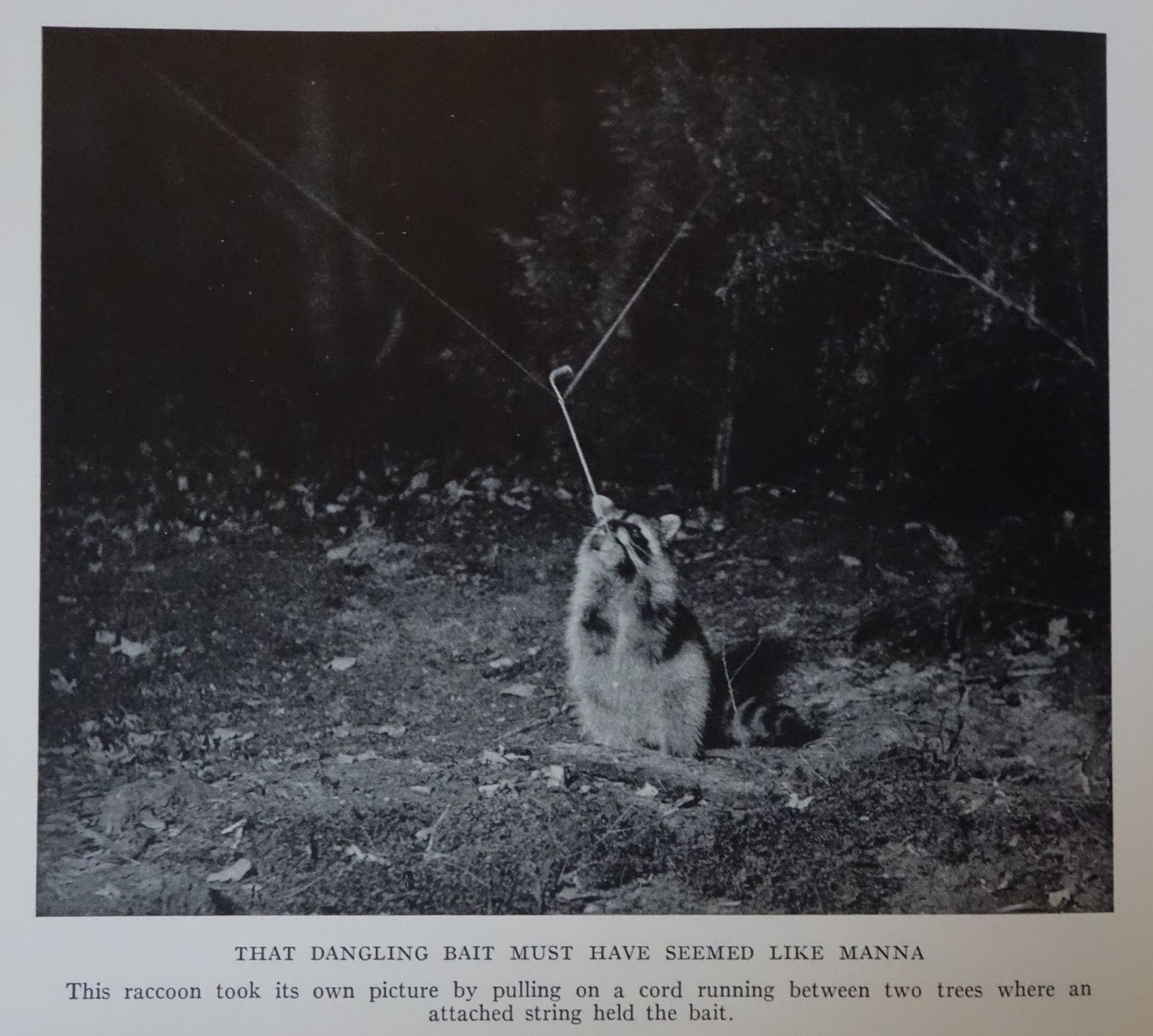 EL ANIMAL INVISIBLE: Caza fotográfica. Un genio de la fotografía ...