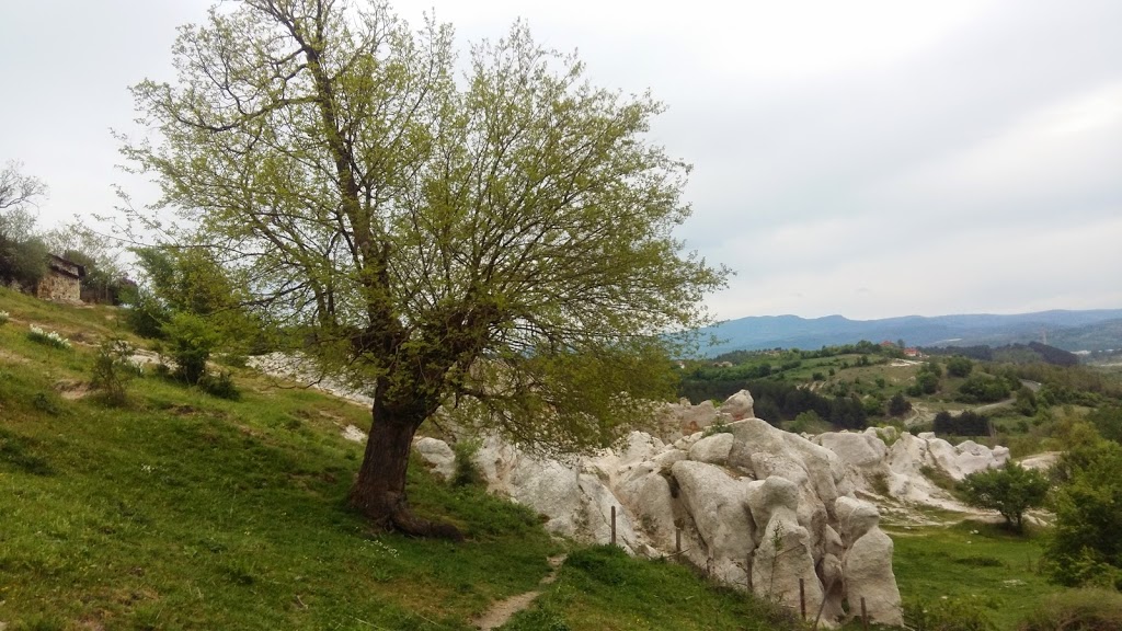 Morušová zahrada: Odkud pochází moruše a proč je dnes téměř nikdo nezná?