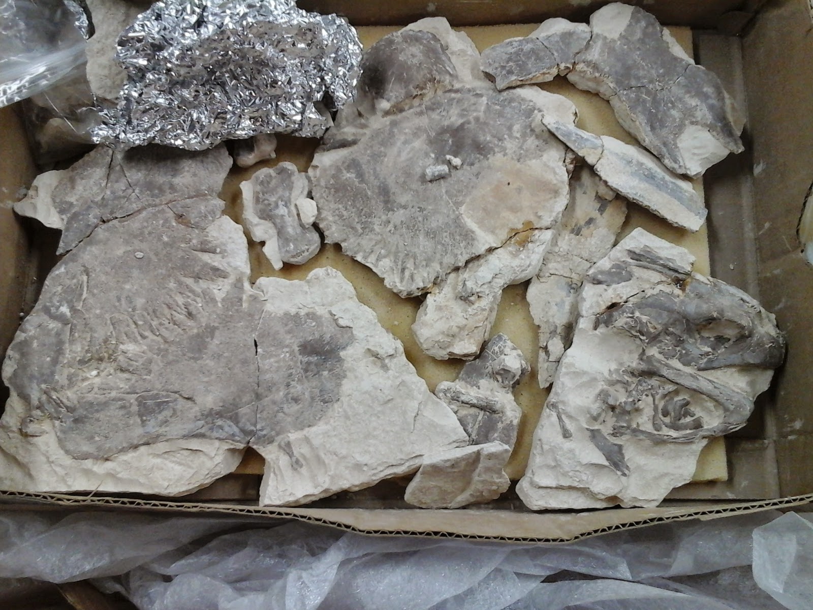 RMDRC paleo lab: Reconstructing Chelosphargis: What to do with a pile of bones