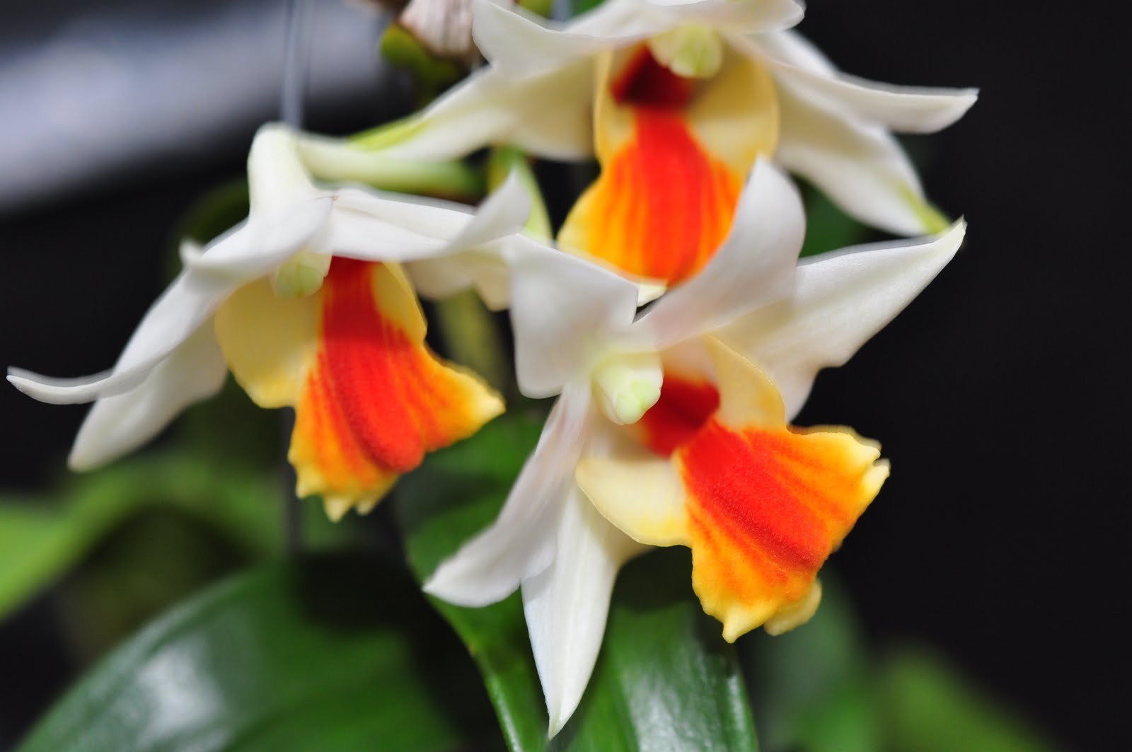 Dendrobium (cru-far)