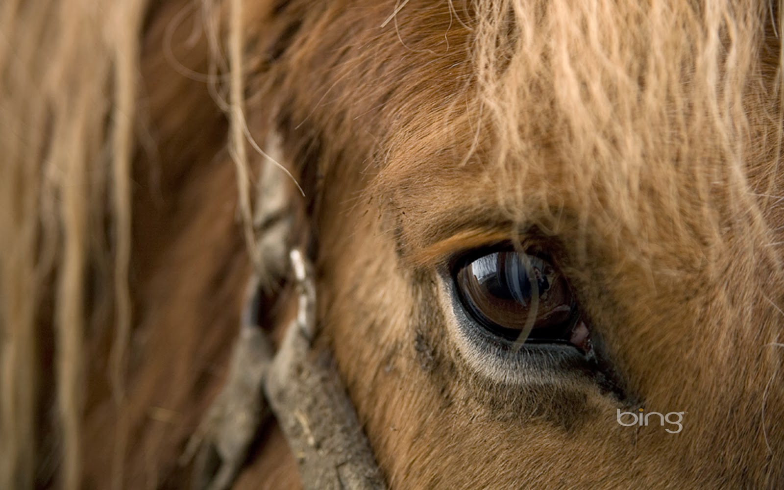 Animals Wallpapers (Set 2) (Bing) | HD Wallpapers World