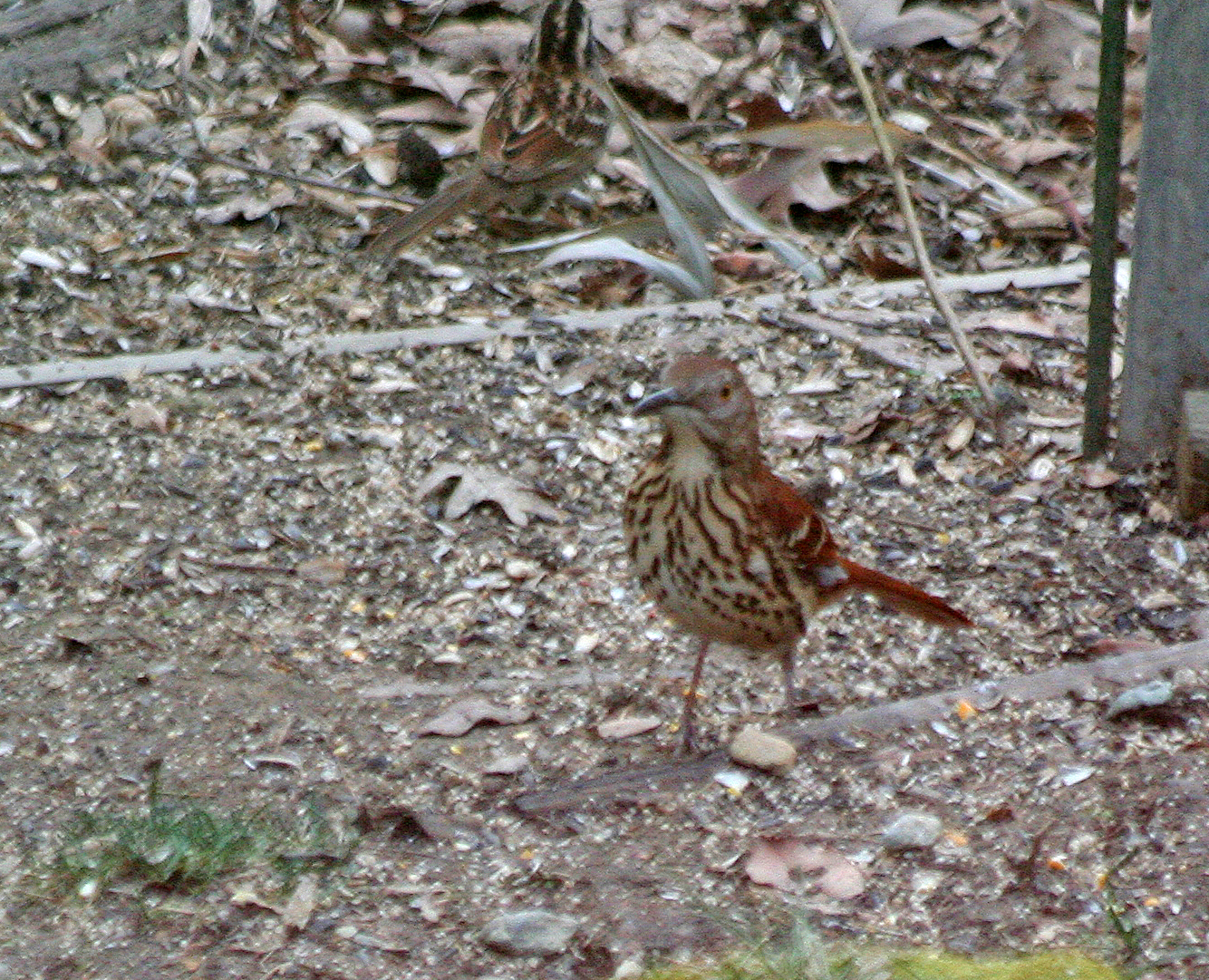 Room Without Walls: Thrashing About.