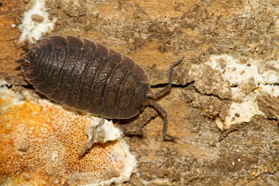 Imagen y Naturaleza . Blog de Vicente García Canseco: El bicho bola
