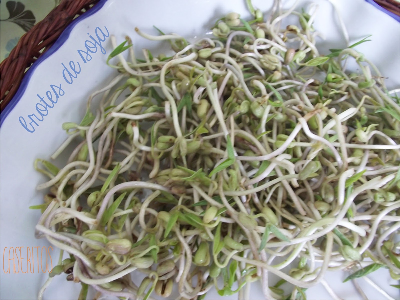 a ver como sale: Brotes de soja 100% homemade