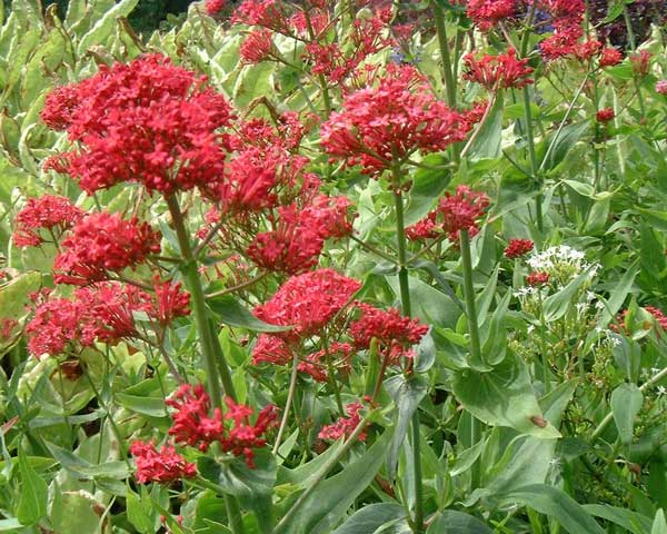 Centranthus Ruber 'Red valerian' Plants | Garden How