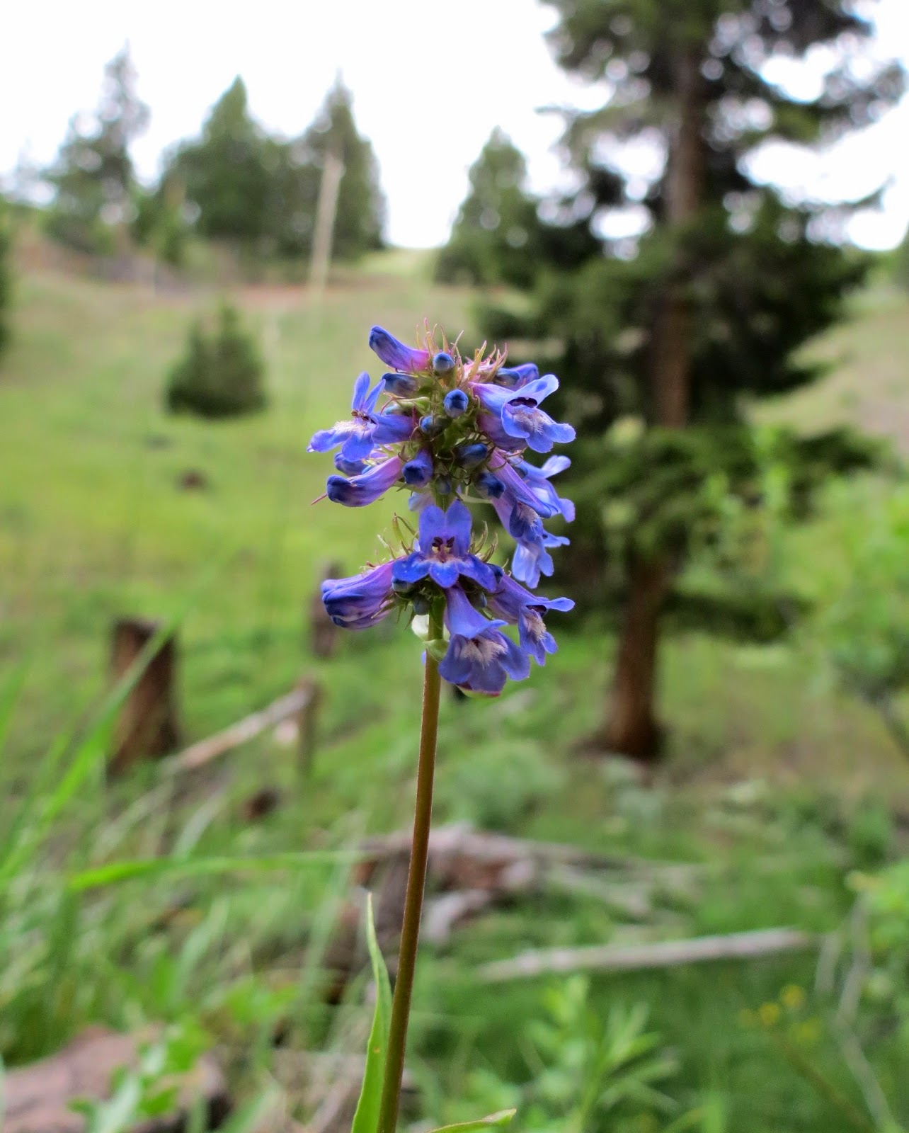 Flora montana: Penstemon