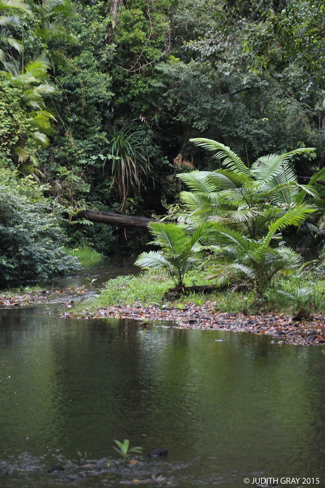 Lacey Creek, Djiru National Park Mission Beach