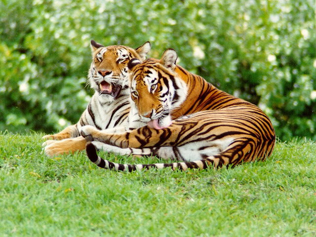 Malaysian Tiger | The Biggest Animals Kingdom