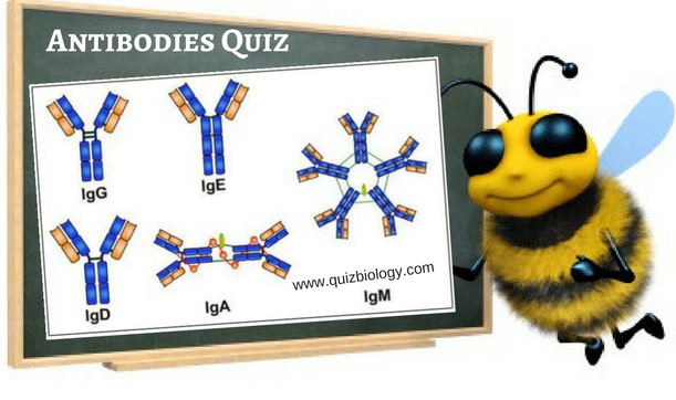 Immunology Multiple Choice Quiz on Antibodies