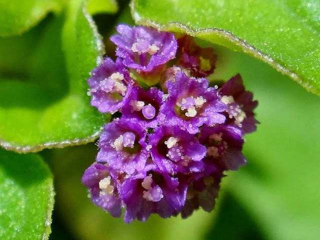 Pega-pinto - Boerhavia diffusa L.