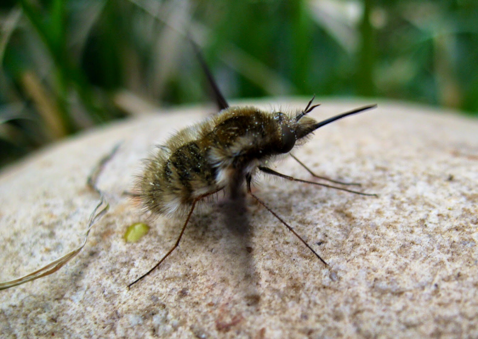 Capital Naturalist by Alonso Abugattas: Bee Flies