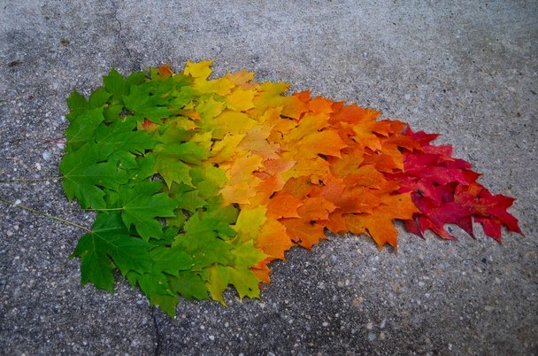 Taylor T: Elements & Principles of Photography