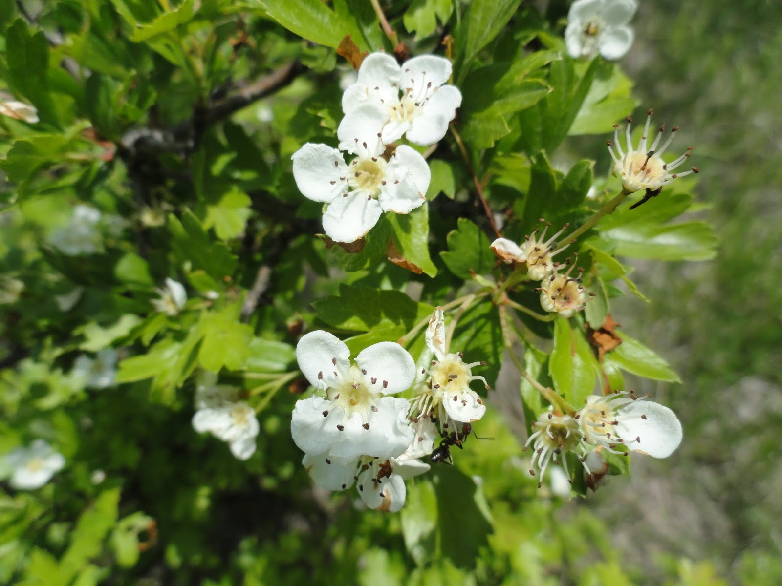 Frumusetile naturii: Paducel (Crataegus monogyna)