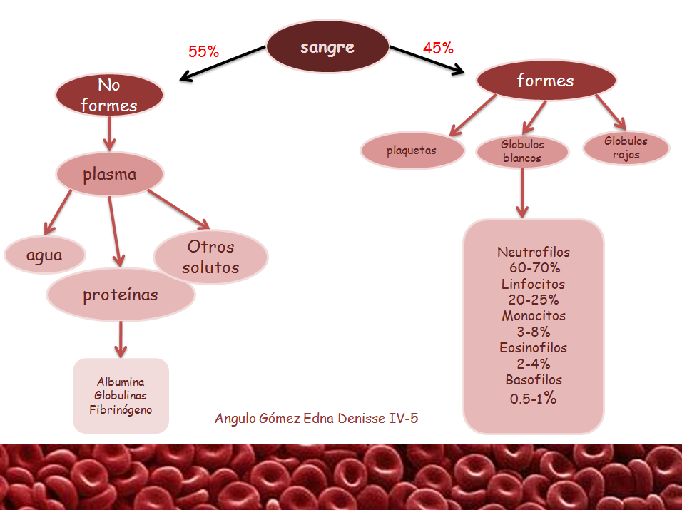 Portafolio de evidencia de la materia de fisiología básica : sangre ...