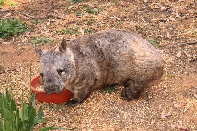 Wombat Southern Hairy Nosed Animals | Amazing Facts & Latest Pictures ...