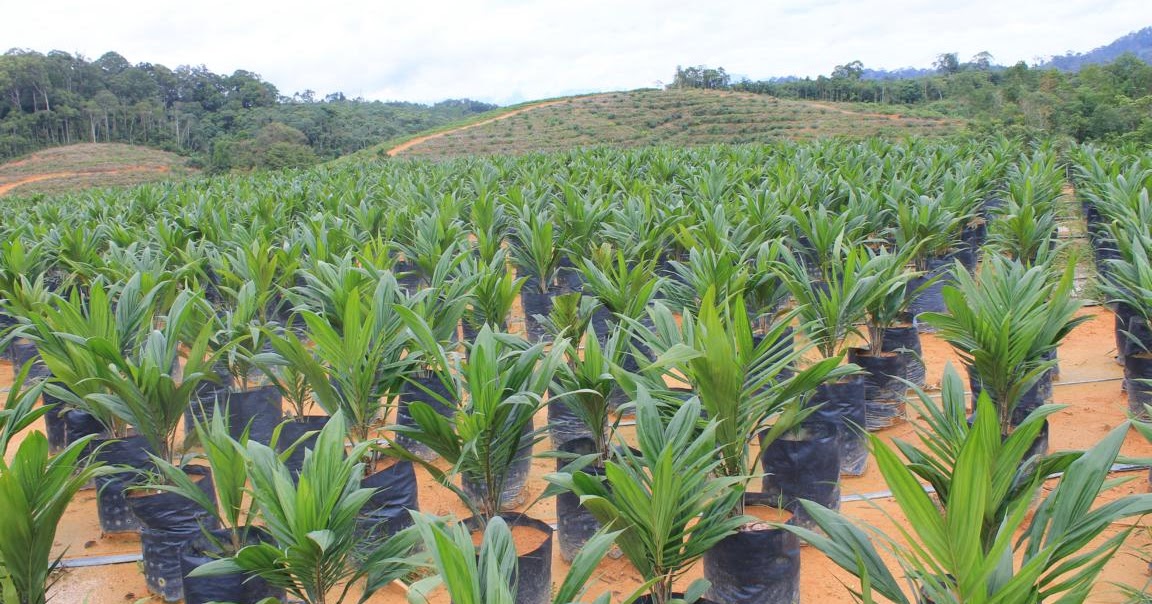 CARA PEMBIBITAN KELAPA SAWIT