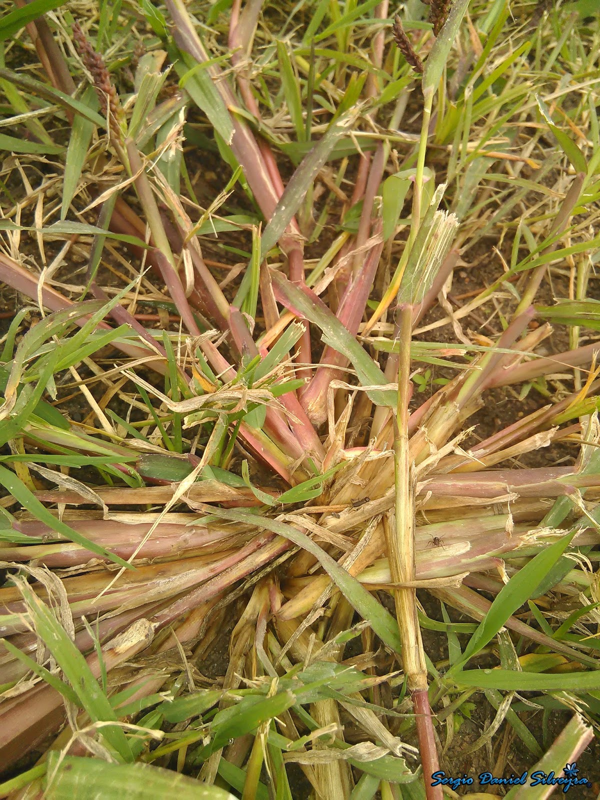 Flora Nativa de Entre Rios