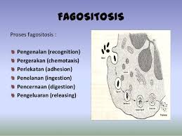 Proses fagositosis