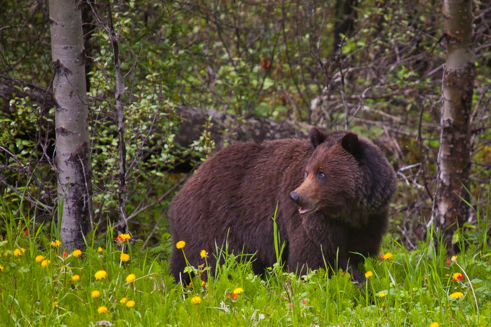 Photography of Ralph Fuchs of St. Albert, Alberta: Wildlife