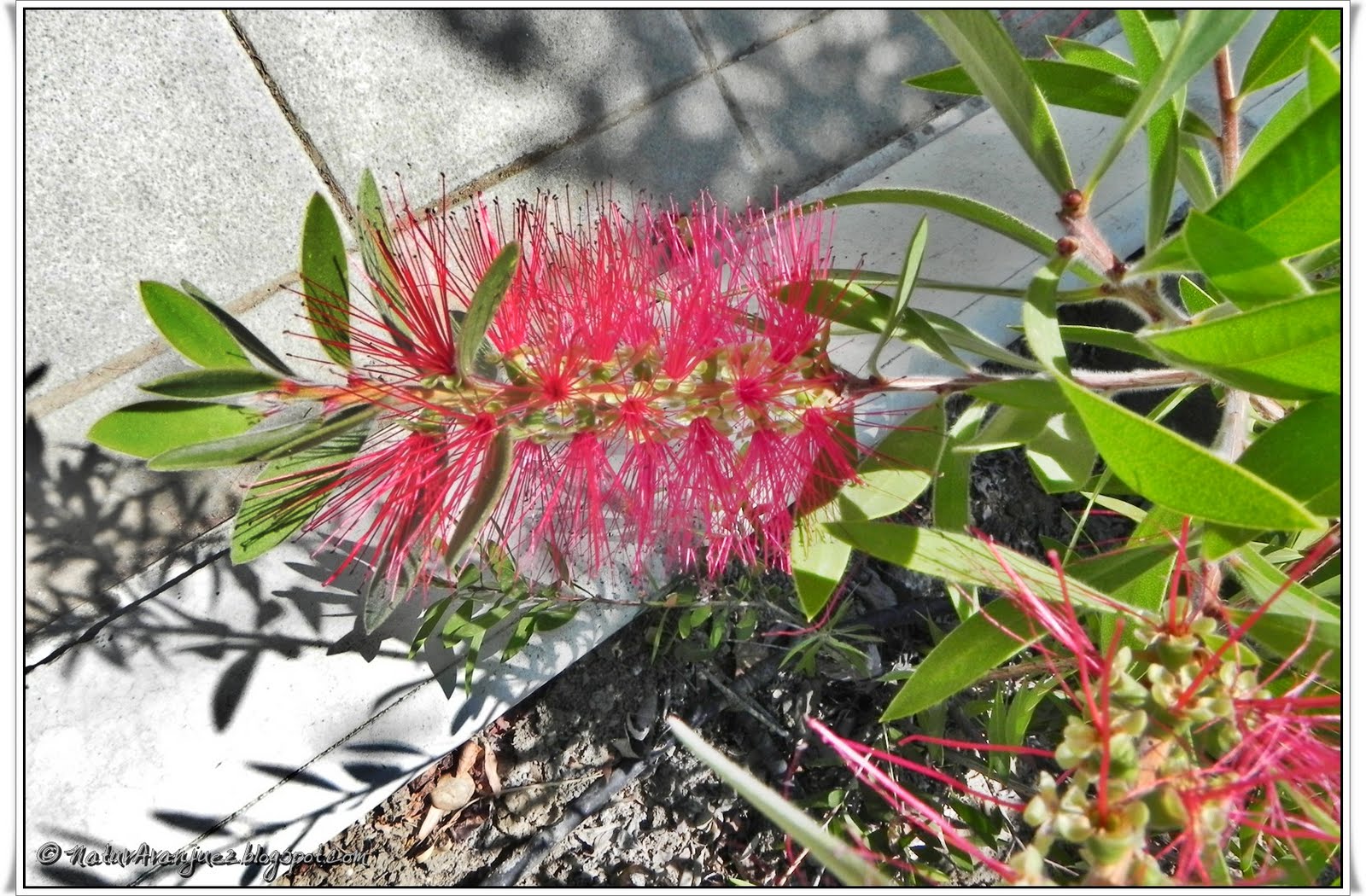 NaturAranjuez: Callistemon citrinus. (CALISTEMO)