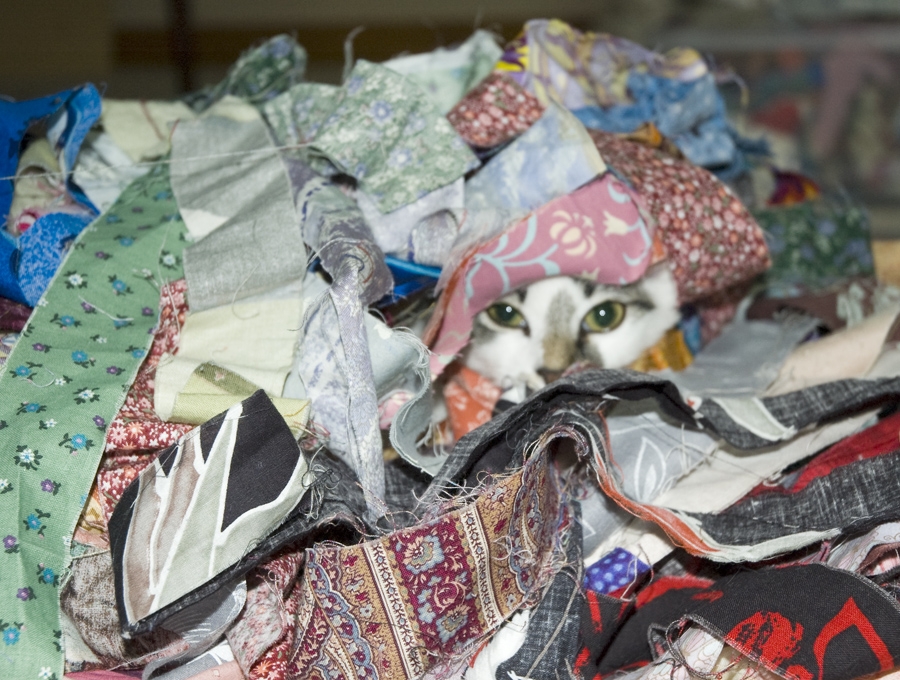 The Objects of Design: Scrappy Cat