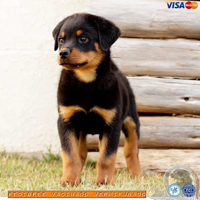 Filhote de rottweiler a venda