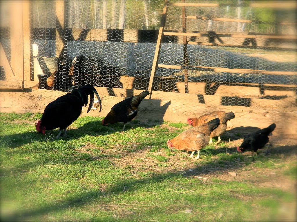 Notforgotten Farm : Simple Farm Living