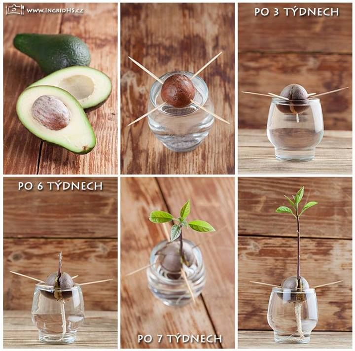 ATUÁ : HACE TU PROPIA PLANTA DE PALTA (CON UN CAROZO!!)