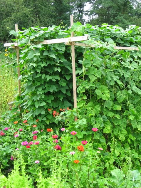 The Wonderful Fortex Pole Bean