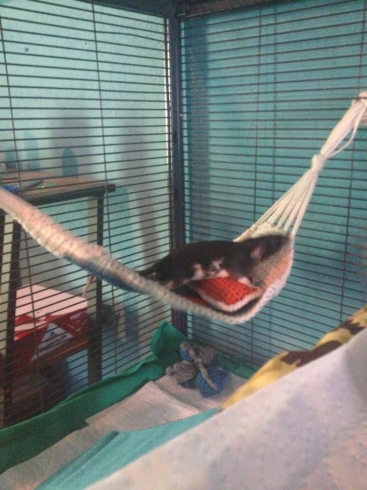 Crafting Adventures: Rat Hammock - Free Crochet Pattern