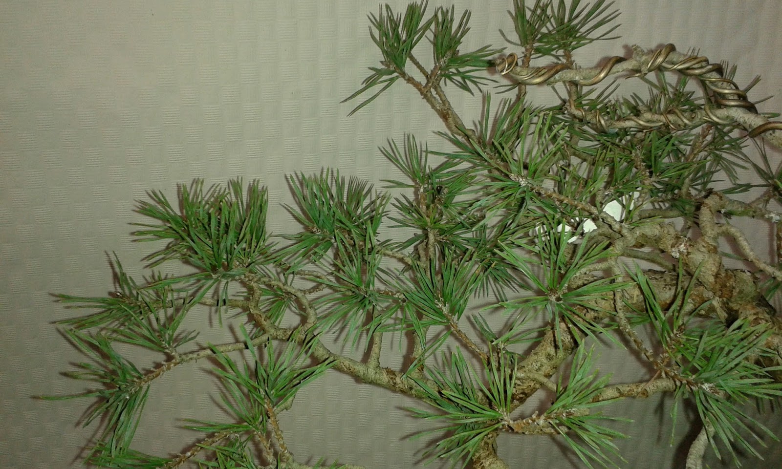 OlianaBonsai: Pi roig 15 i Pi roig 5