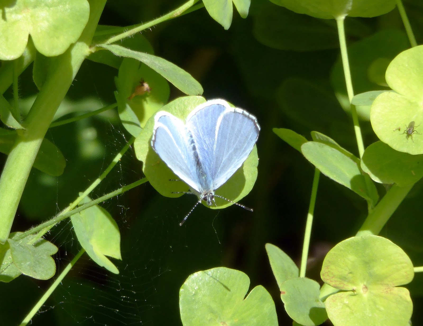 Wild and Wonderful: Common Blue butterfly, Shield bug and 14-spot Ladybird