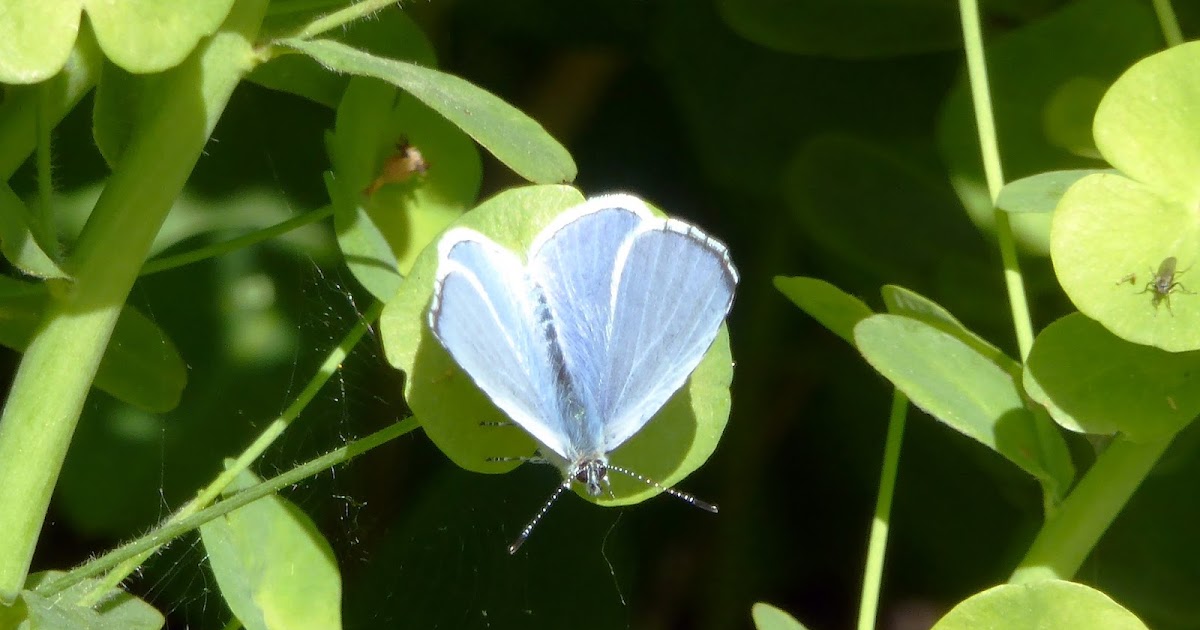 Wild and Wonderful: Common Blue butterfly, Shield bug and 14-spot Ladybird