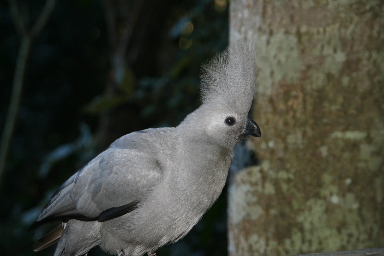 A Canadian Mom in Africa: Birds of Eden - Part One
