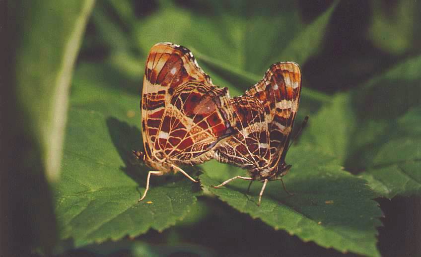Family Adventures: Butterfly Courtship and Copulation