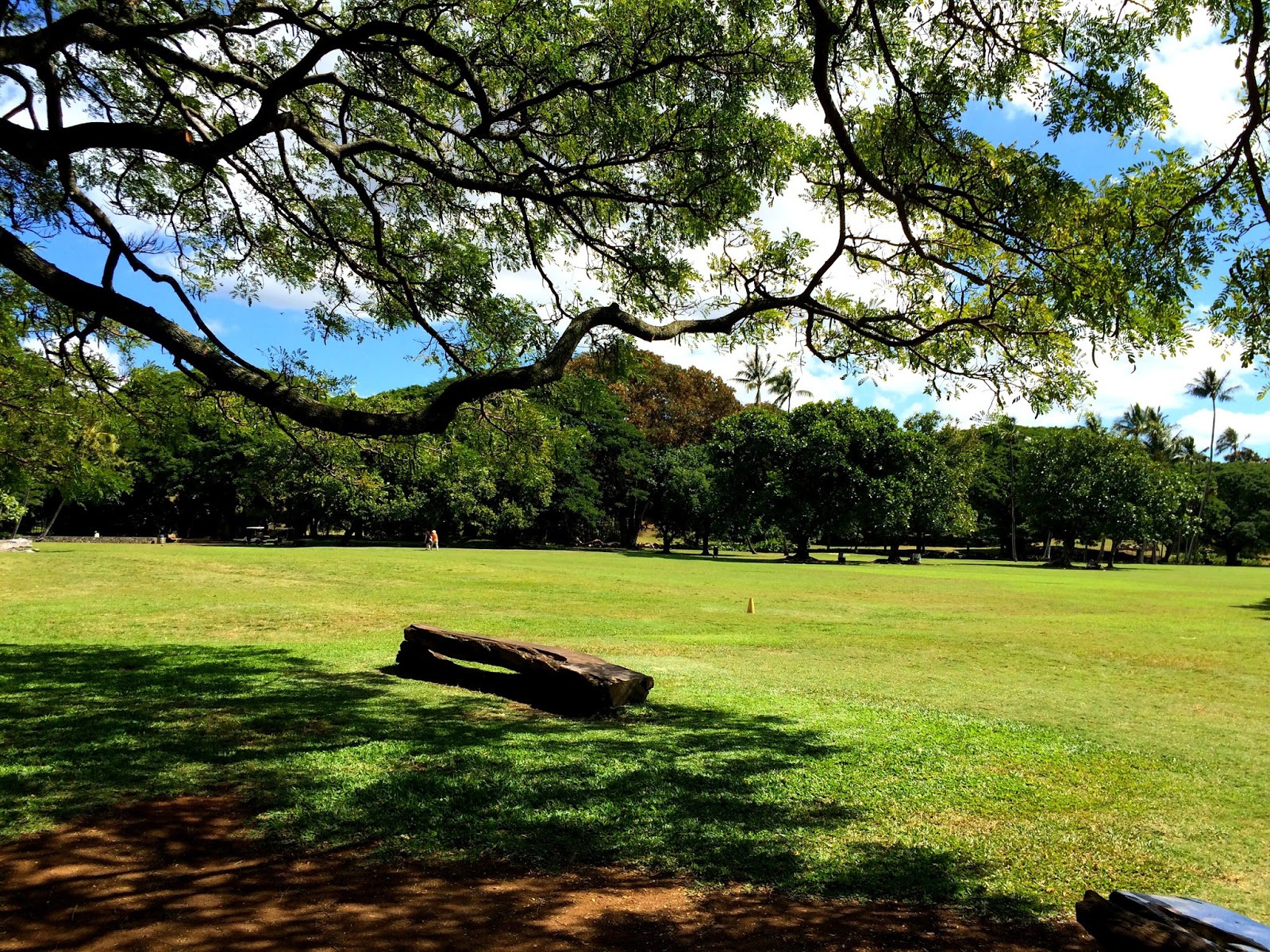 Aloha from Hawaii: The Hitachi tree