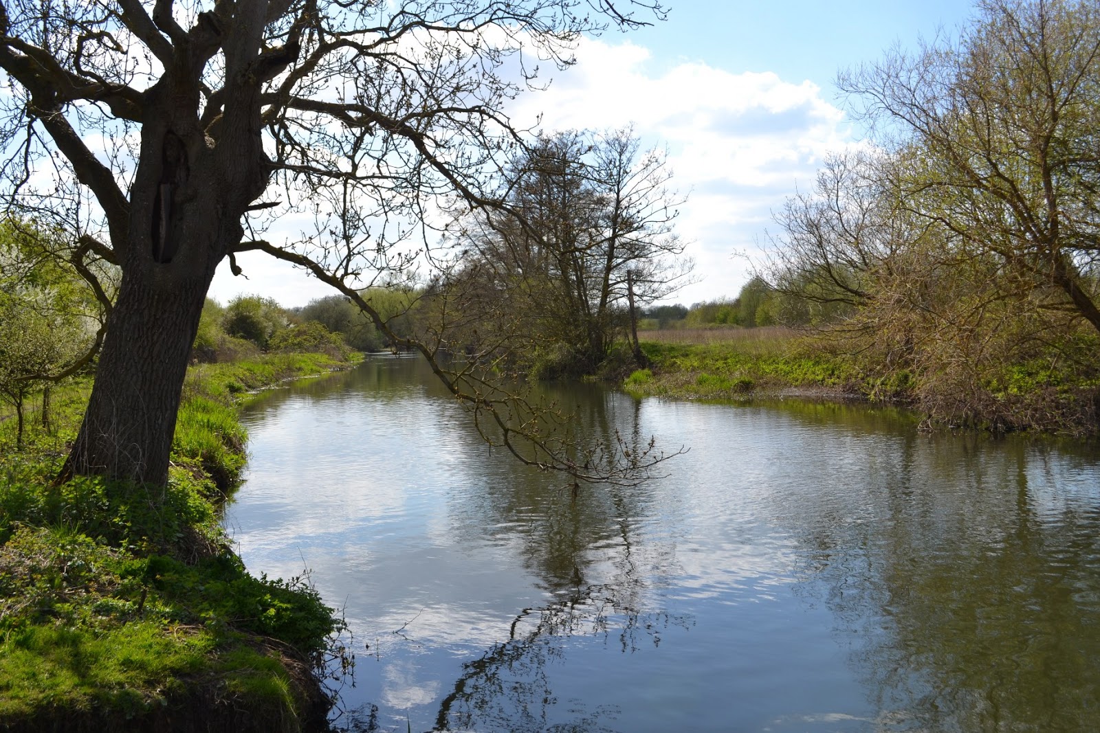 Walks among Flowers: Berkshire: River Loddon & the Loddon Lily