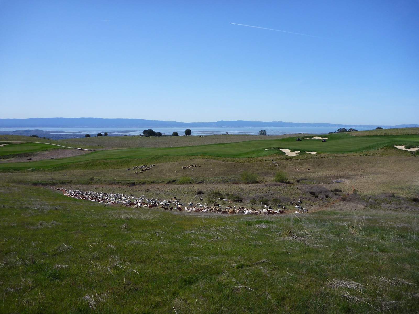TPC Stonebrae Maintenance