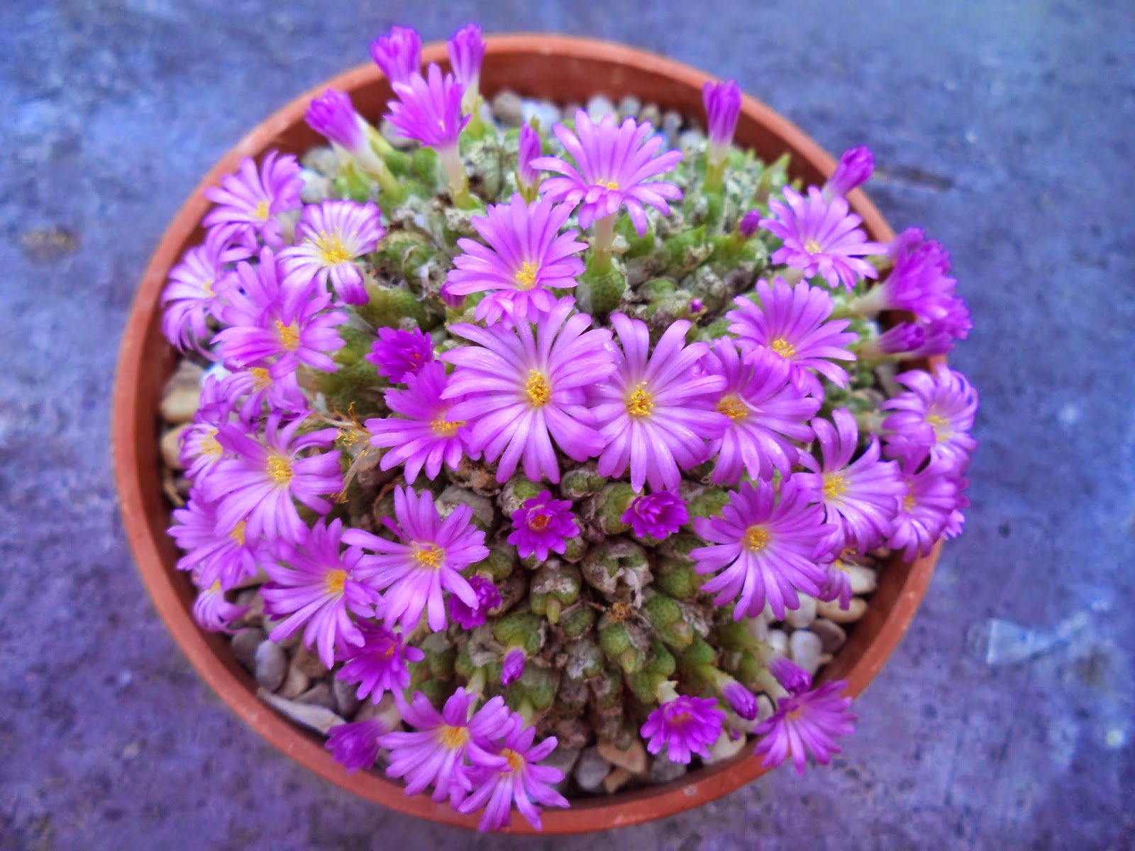 Succulent Sundae: CONOPHYTUM MARGINATUM HARAMOEPENSE
