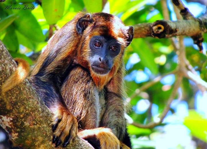 VOZ DE ILHA GRANDE : Safari no Delta do Parnaíba