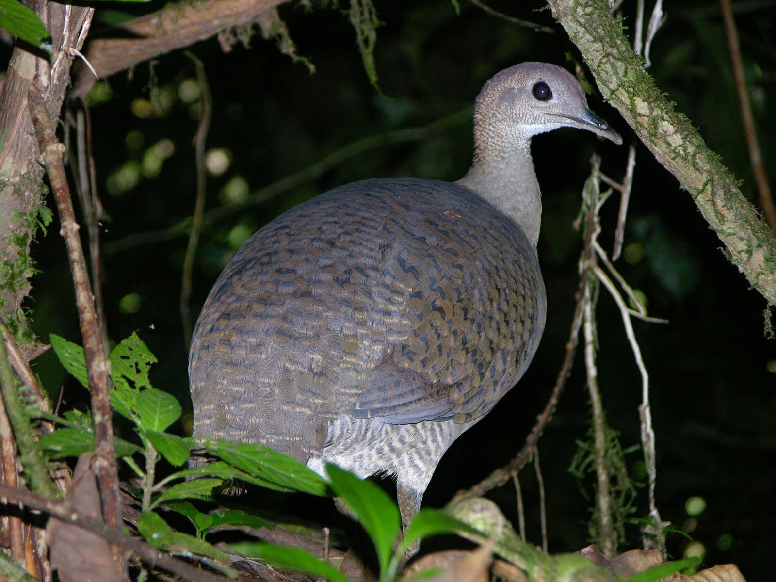 As cousas da clase : O tinamú