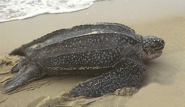 Tortuga Laúd (Dermochelys coriacea) - Biology of Testudines.