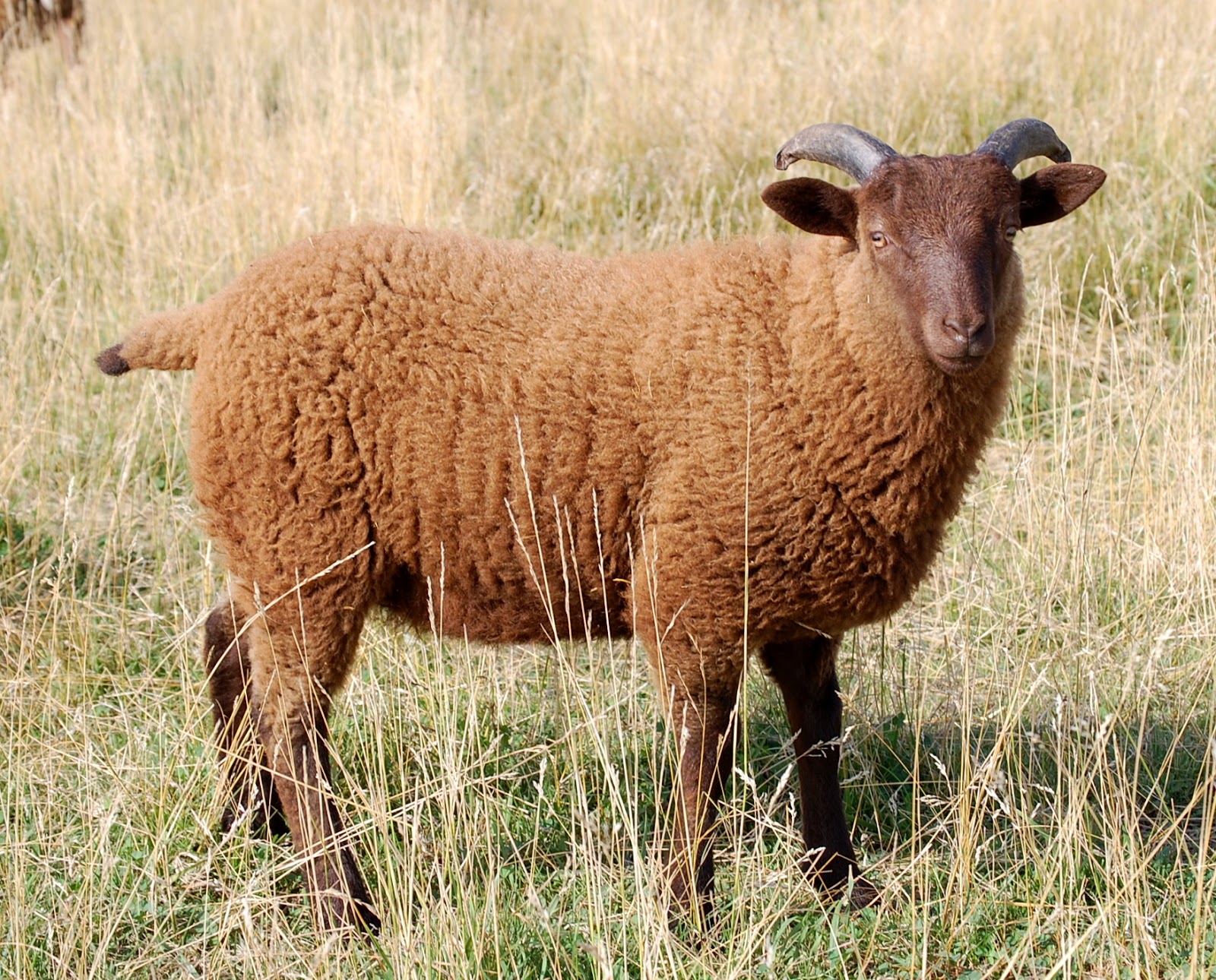 Crosswinds Farm: Ram lambs...okay, one ram lamb. More to follow.