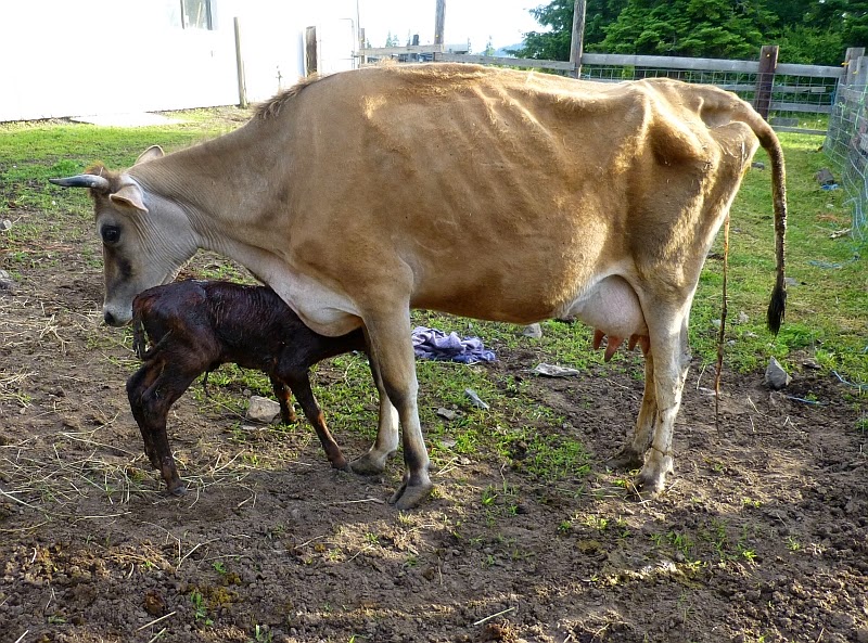 Rural Revolution: First calf of the year