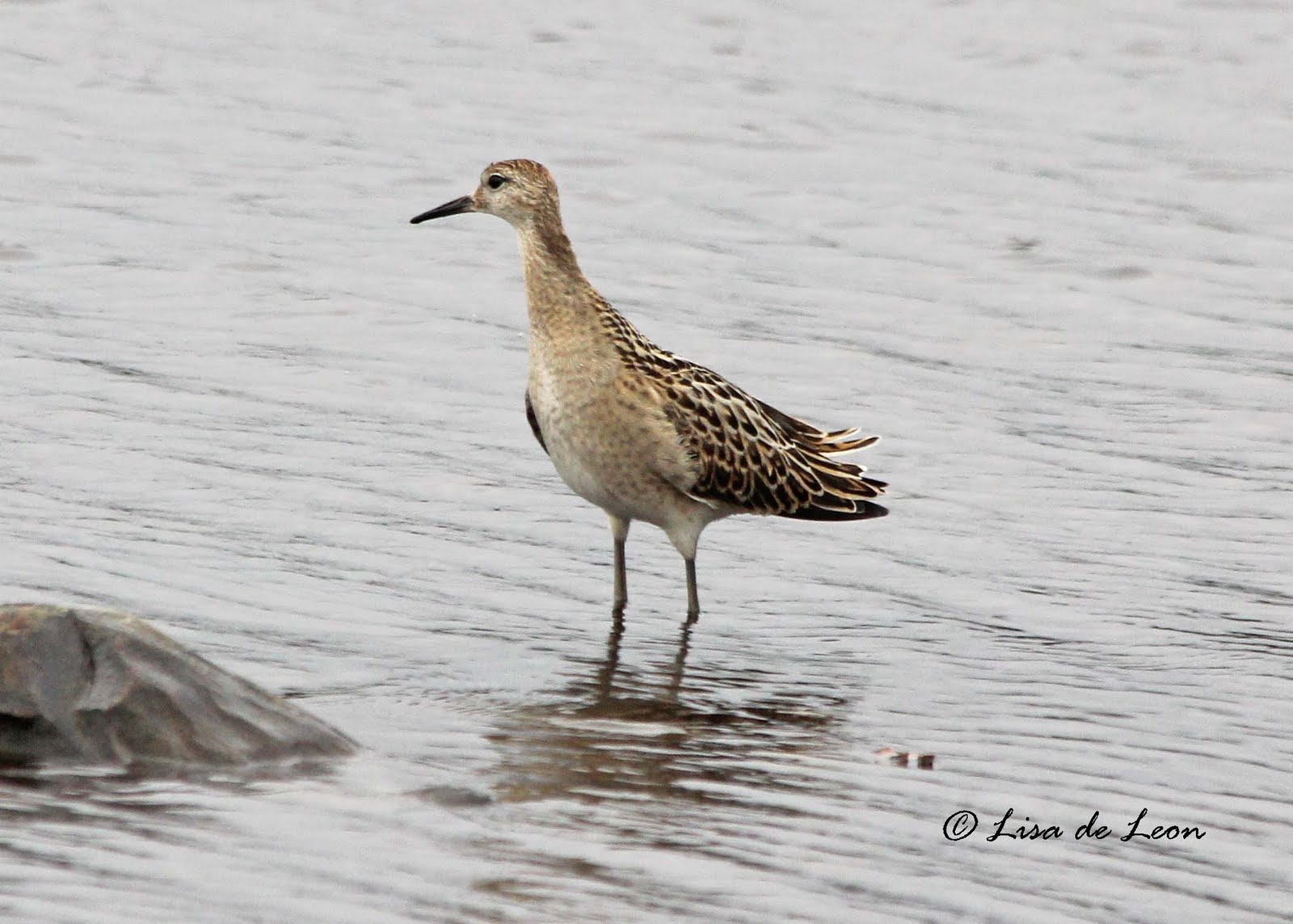 A Ruff in Newfoundland - Various Bird Species